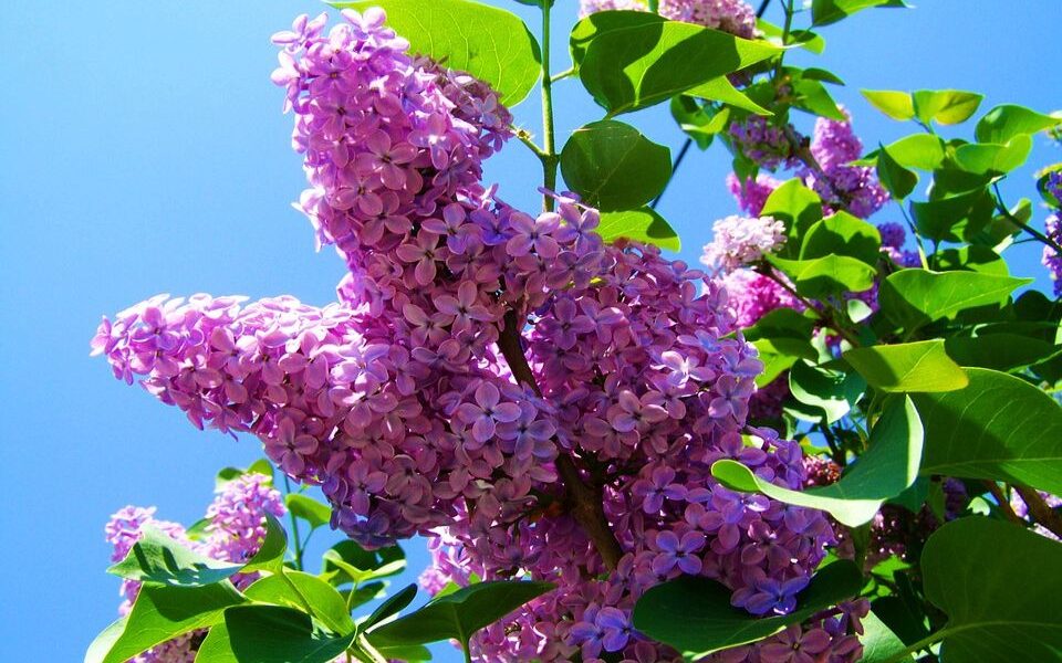 Liliacul, cel mai frumos şi parfumat arbust ornamental de primăvară ...