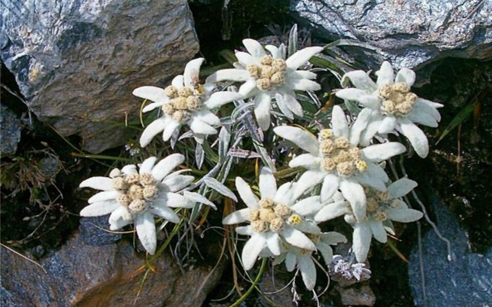 Floarea de colţ, ocrotită de lege, simbol al dragostei şi purităţii în ...